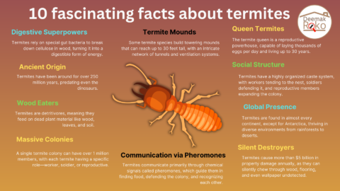 The Fascinating World of Termites: 10 Amazing Facts - DeemakRoko